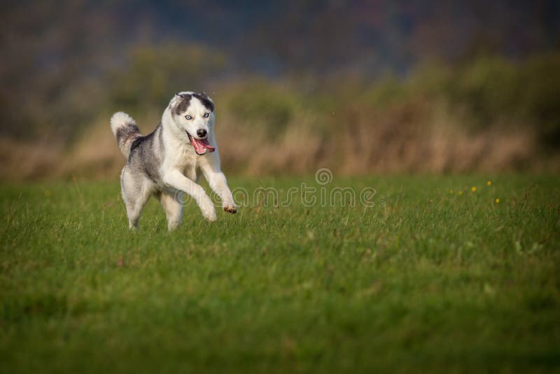 Siberian Husky Running on the Meadow Stock Photo - Image of field ...
