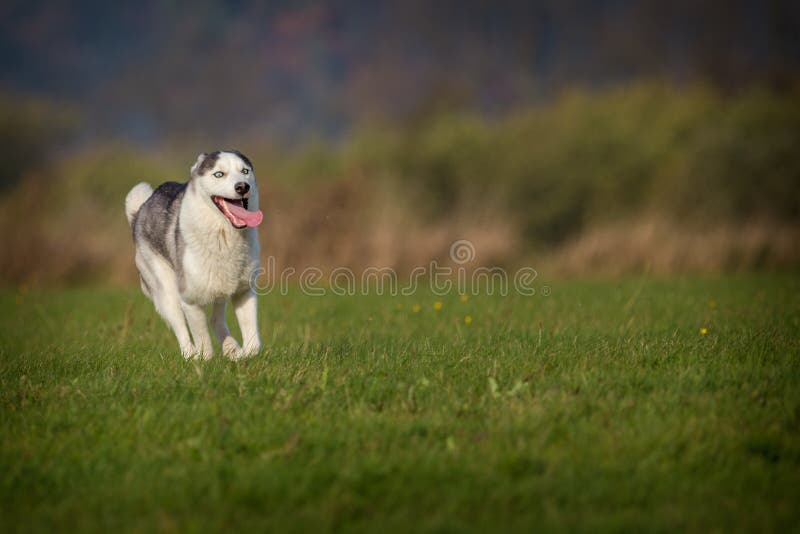 Siberian Husky Running on the Meadow Stock Image - Image of outdoor ...