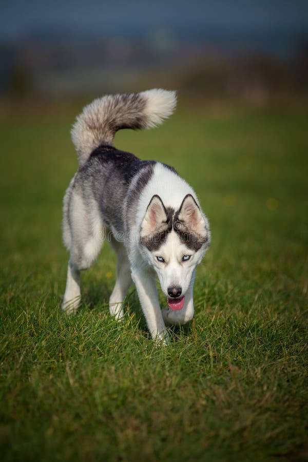 Siberian Husky Running on the Meadow Stock Photo - Image of siberian ...