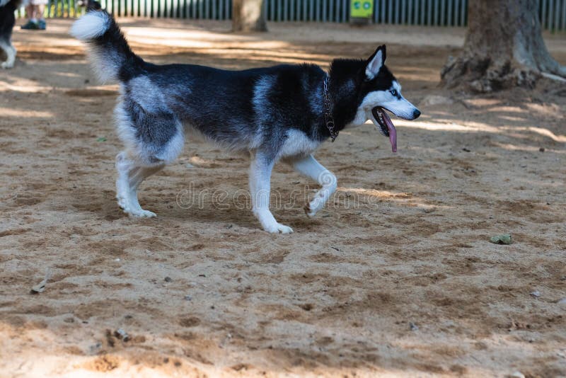 Siberian Husky Running in the Park Stock Photo - Image of white, black ...