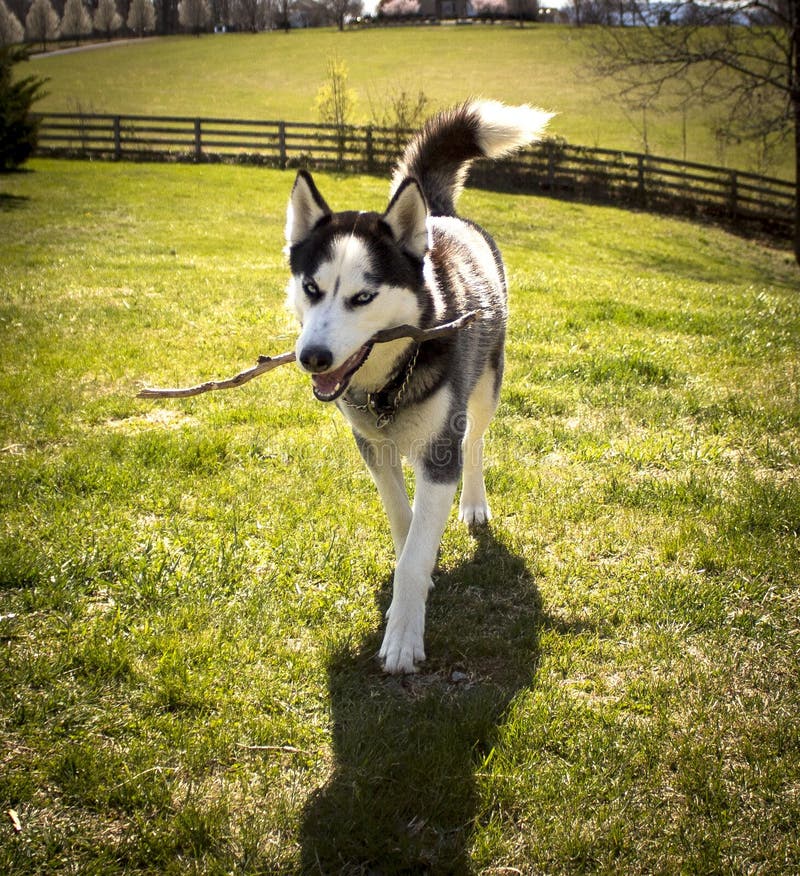 Siberian Husky Running with Stick Foto de Stock - Imagem de olhos ...