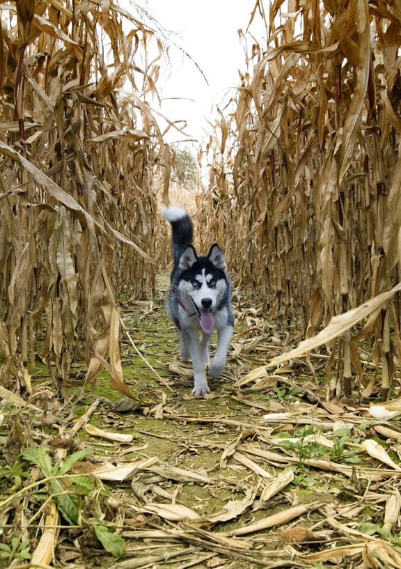 Siberian husky stock photo. Image of canine, corn, blue - 129561892