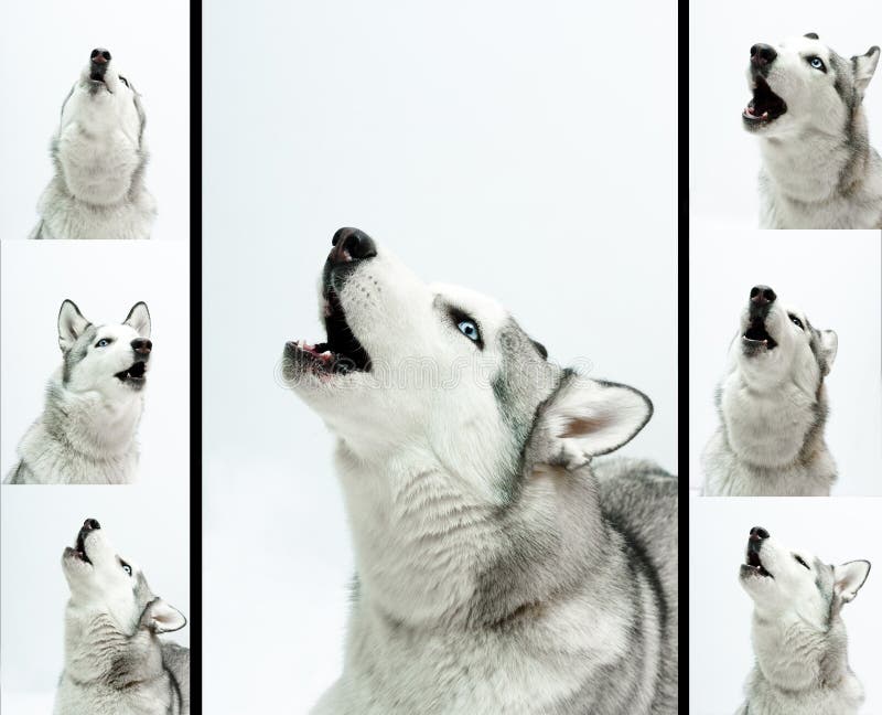 Husky Sings Stock Photos - Free & Royalty-Free Stock Photos from Dreamstime