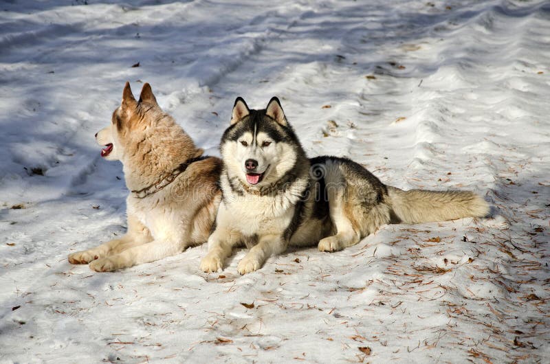 Siberian husky sitting stock photo. Image of siberian - 28676640