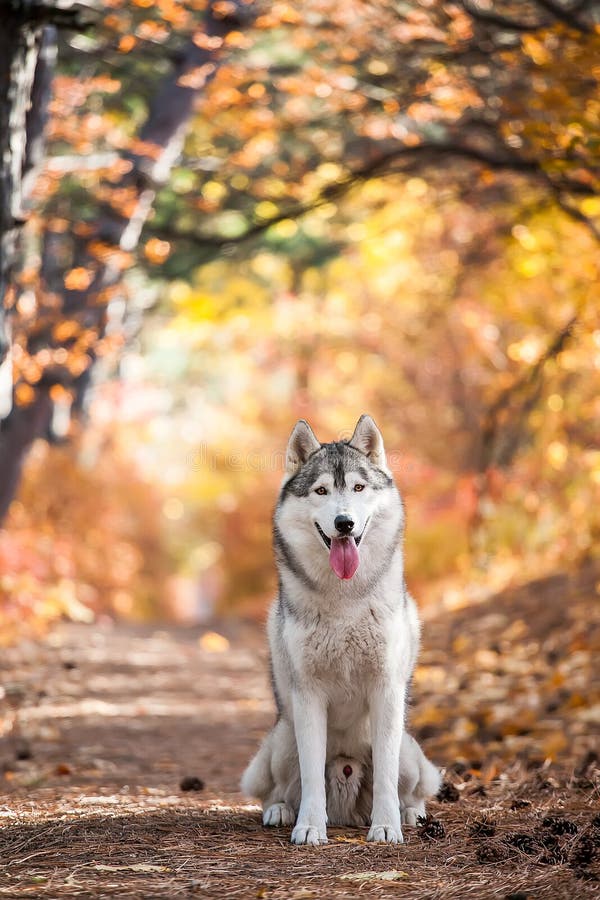 Gray Siberian Husky Sitting Stock Photo - Image of stack, sitting: 78873948