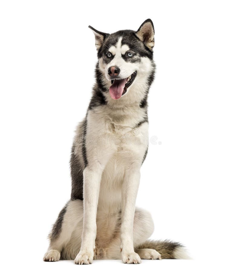 Husky Sitting, Panting, Looking at the Camera, Isolated Stock Image ...