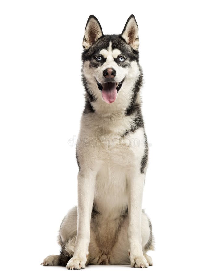 Siberian Husky Sitting Stock Photo - Image: 57026424