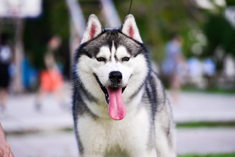 Husky dog smile stock photo. Image of eyes, winter, sports - 13403654