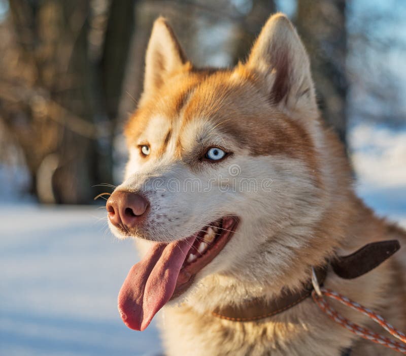 Siberian husky stock image. Image of siberian, cold, purebred - 30039193