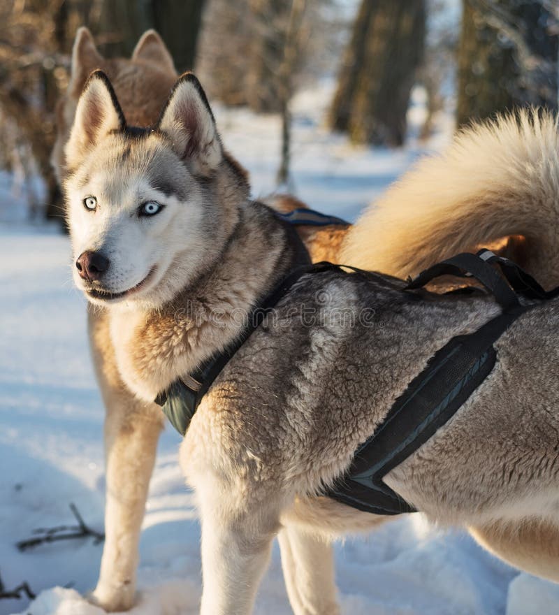 Siberian husky stock photo. Image of outdoors, beautiful - 30041052