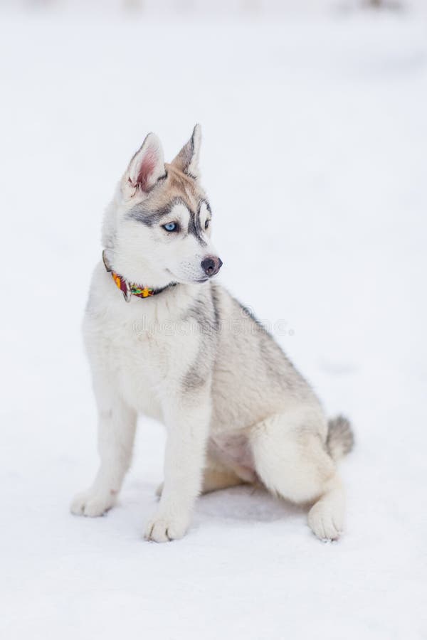 Siberian Husky in Snow Winter Stock Photo - Image of outdoors, friend ...