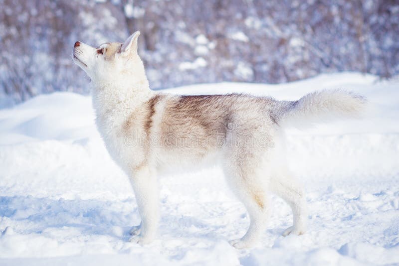 Siberian Husky in Snow Winter Stock Image - Image of eyes, domestic ...