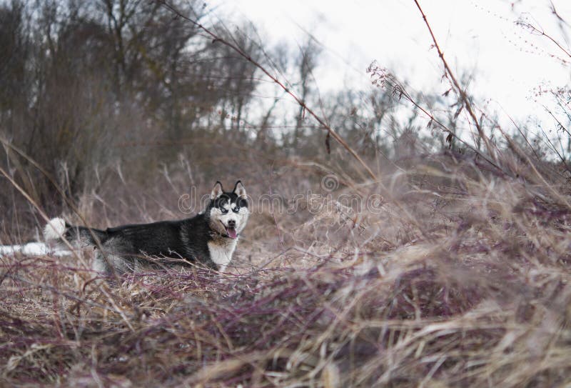 Siberian husky stock photo. Image of nature, cute, autumn - 140505092