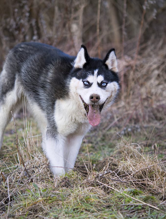 Siberian husky stock photo. Image of autumn, forest - 140505396
