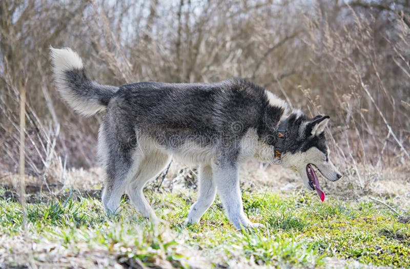 Siberian husky stock image. Image of siberian, grass - 142568719