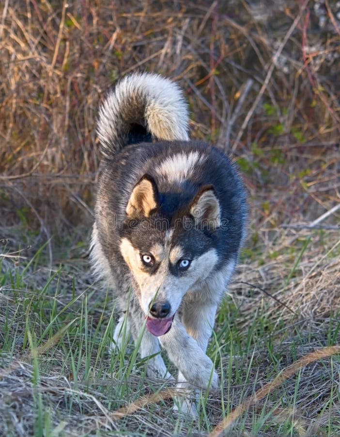 Siberian husky stock image. Image of background, beautiful - 147075919