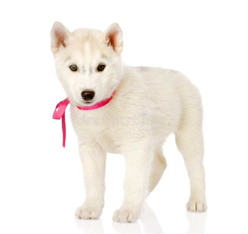 Siberian Husky Standing in Front. on White Background Stock Photo ...