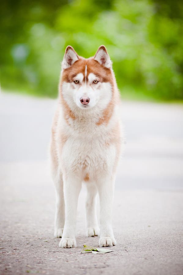 Siberian Husky Standing Outdoors Stock Photo - Image of malamute ...