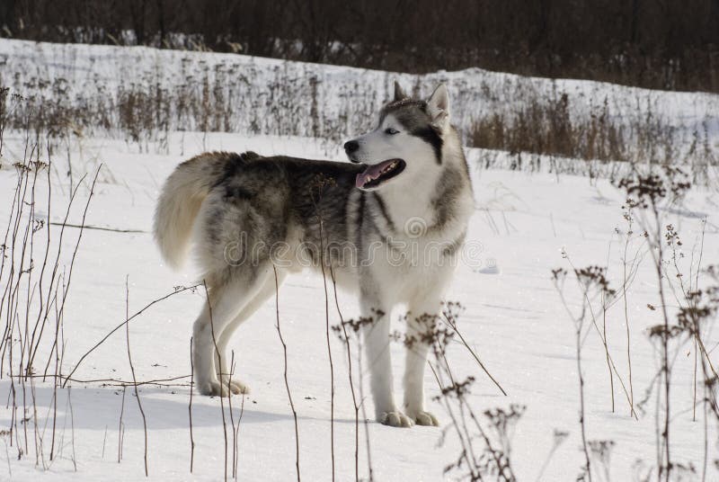 Siberian Husky in a Steppe Landscape Stock Image - Image of tame ...