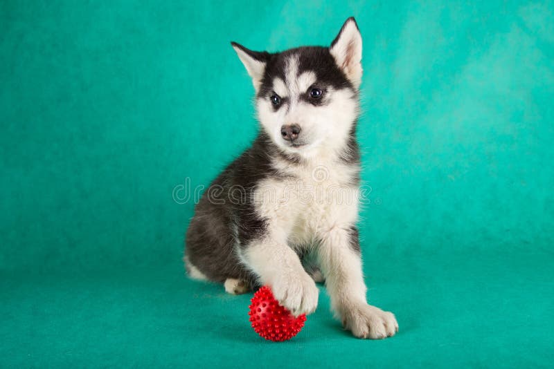 Siberian Husky Studio Shoot. Isolated on Green with Ball Stock Photo ...