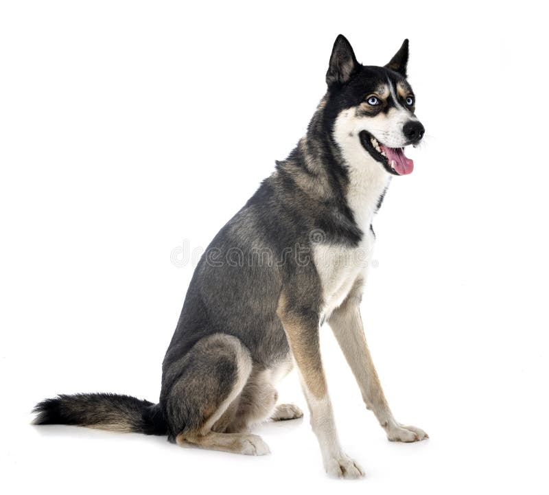 Siberian husky in studio stock photo. Image of tricolor - 273020888