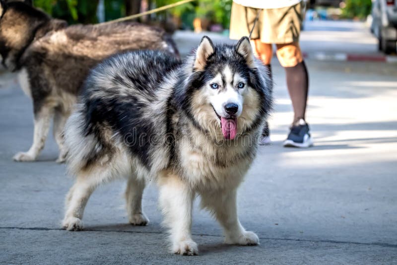 Siberian husky walking stock photo. Image of forest - 248501016