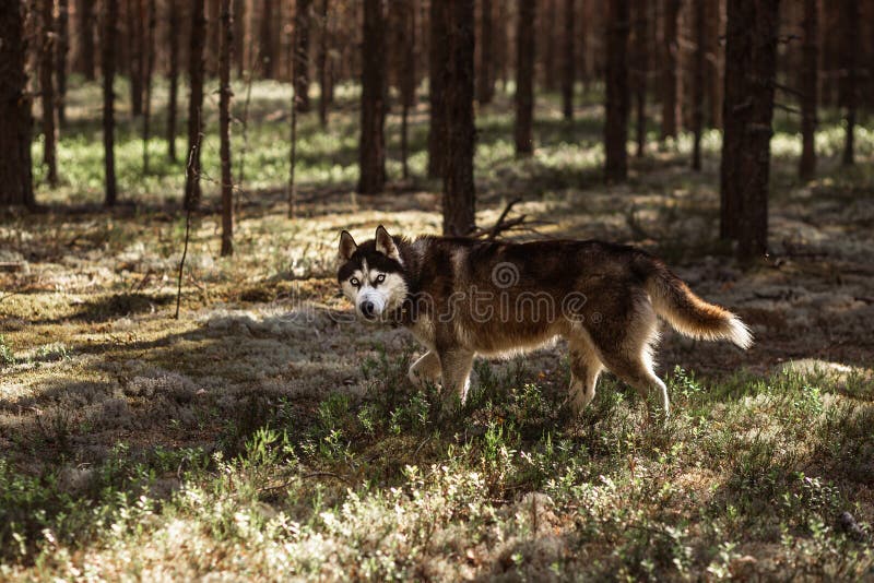 Siberian Husky Walking in a Spring Pine Forest in Sunny Weather Stock ...