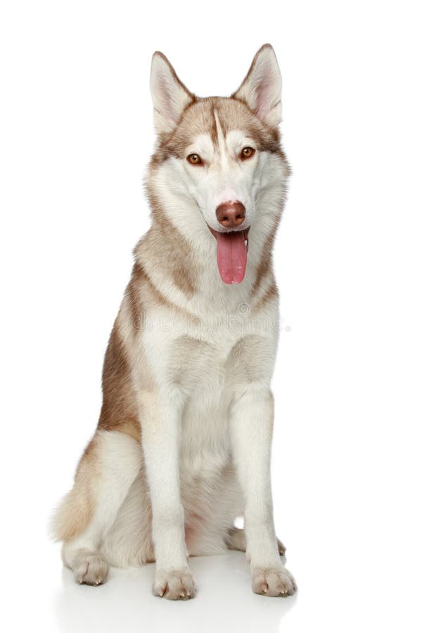 Siberian Husky, 6 Months Old Stock Image - Image of furry, pets: 14096081