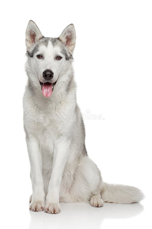 Siberian Husky on White Background Stock Image - Image of white ...