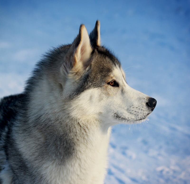 Siberian husky in winter stock photo. Image of portrait - 27973192