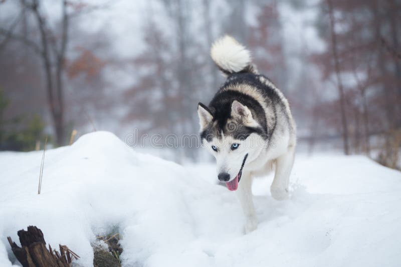 Siberian Husky in winter stock image. Image of gray - 138742703