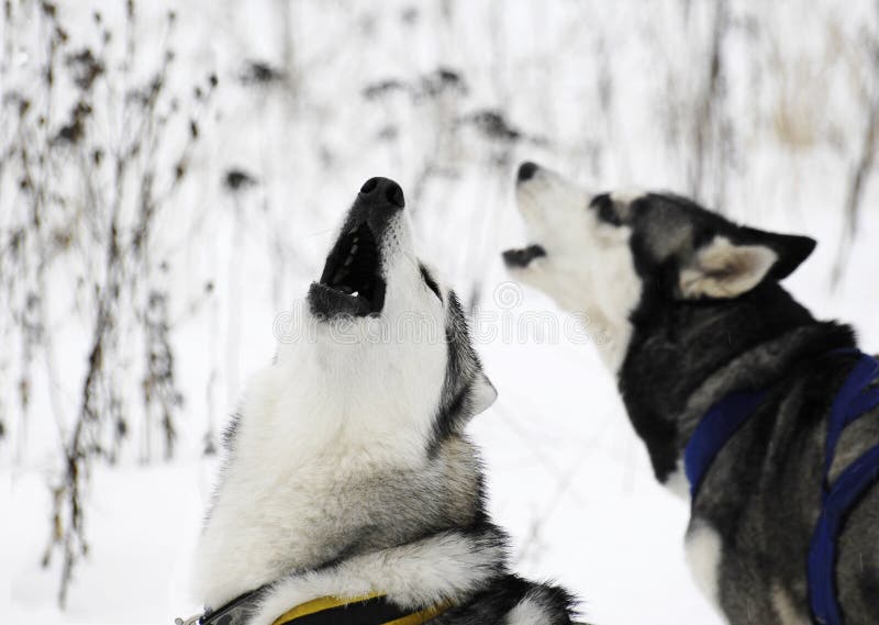Siberian Husky yawning stock image. Image of team, active - 27686401
