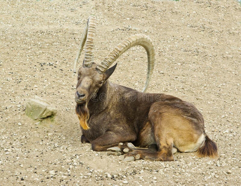 Siberian ibex stock image. Image of sand, animal, horn - 14655459