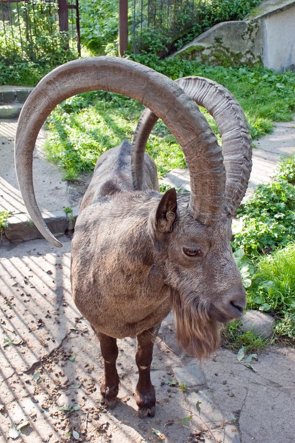 351 Siberian Ibex Stock Photos - Free & Royalty-Free Stock Photos from ...