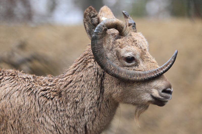 Siberian ibex stock image. Image of juvenile, suckling - 29006241