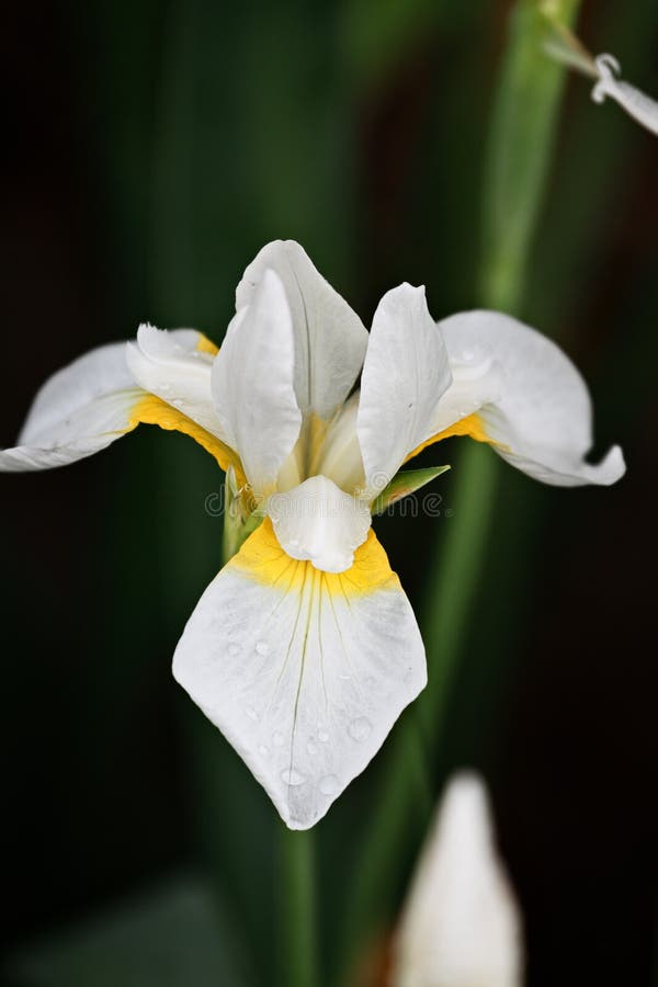 473 Yellow Siberian Iris Stock Photos - Free & Royalty-Free Stock ...
