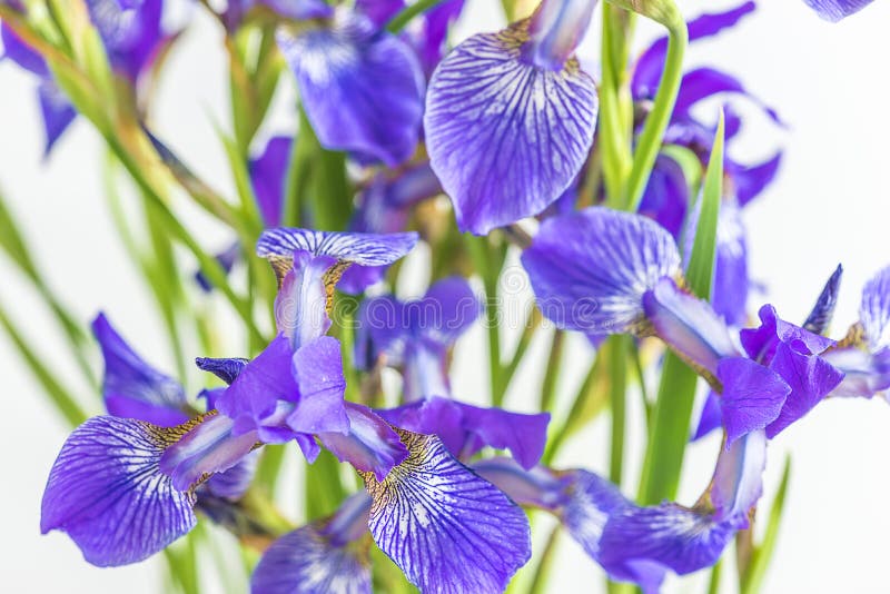 Iris Bunch stock image. Image of garden, macro, flower - 34615541