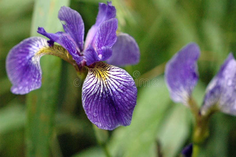 Siberian Iris with Colorful Striped Petals Stock Image - Image of ...
