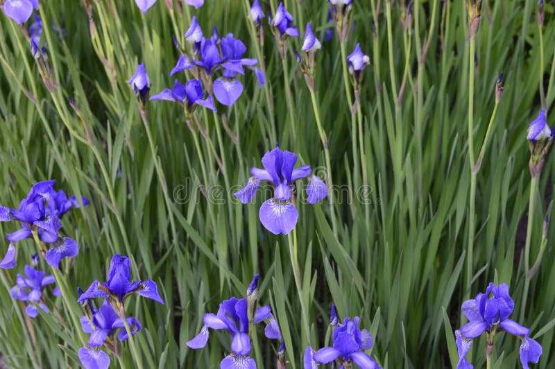 Deep blue beutiful iris stock photo. Image of flower - 117058238