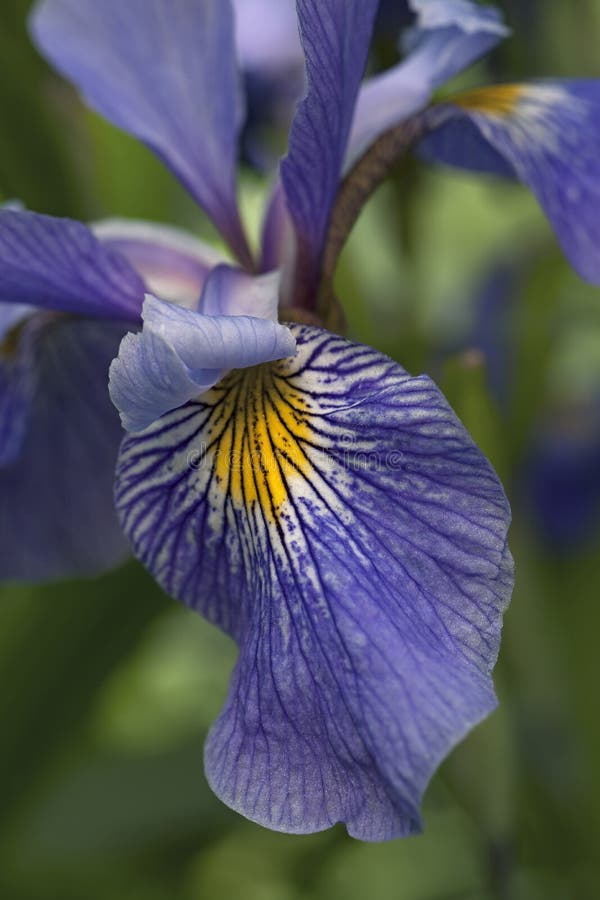 Siberian iris flowers stock image. Image of sibirica - 94453717