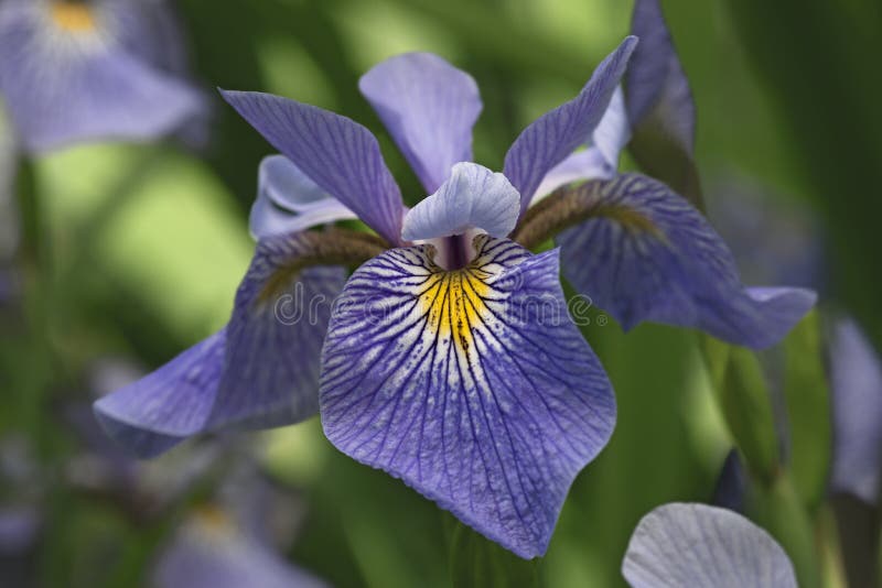 Siberian iris flowers stock image. Image of sibirica - 94453717