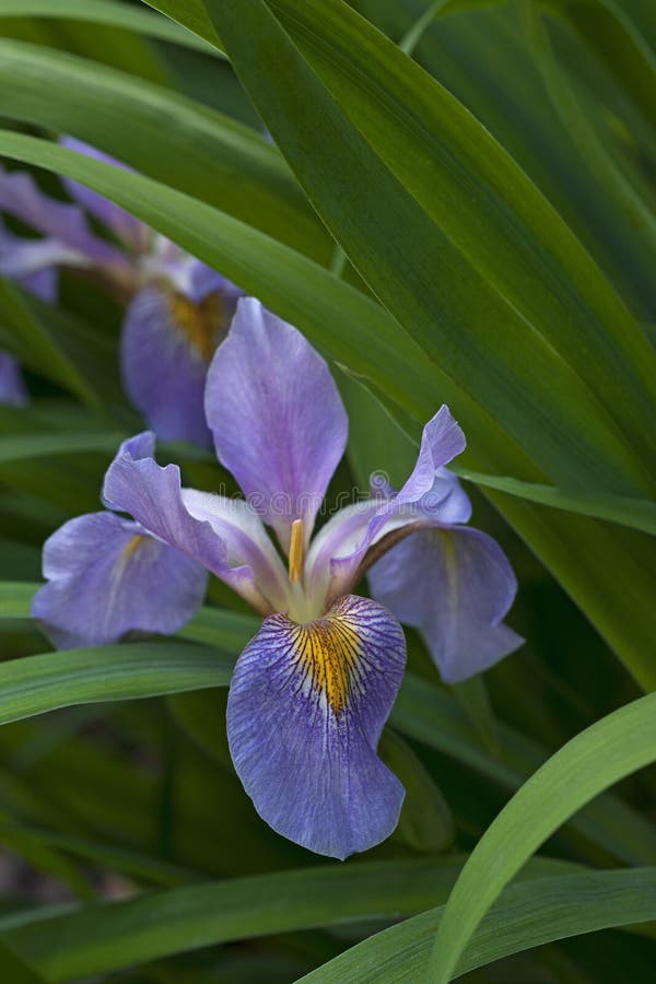 Siberian iris flower stock image. Image of nature, iris - 94453329