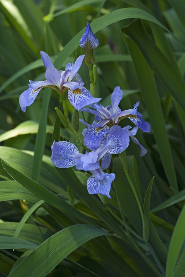 Siberian iris flowers stock image. Image of iridaceae - 94453381