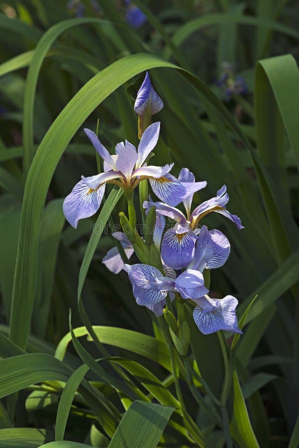 Siberian iris flowers stock image. Image of sibirica - 94453717