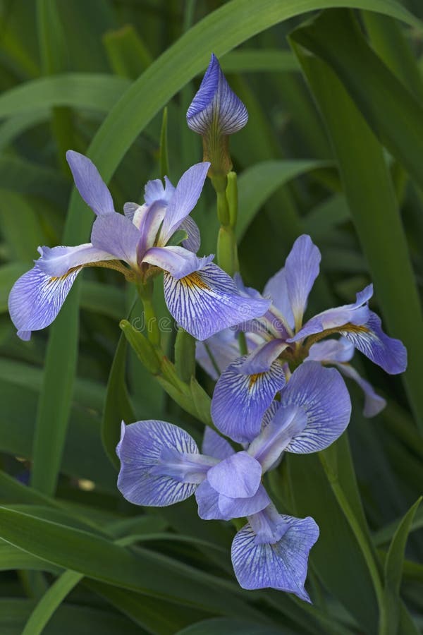 Siberian iris flowers stock image. Image of sibirica - 94453717