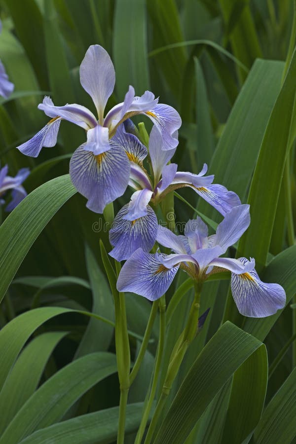 Siberian iris flowers stock image. Image of sibirica - 94453717