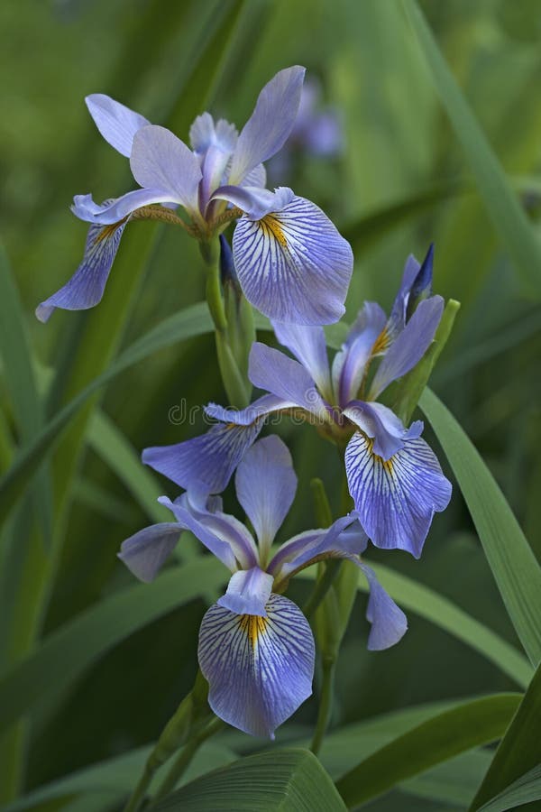 Siberian iris flowers stock image. Image of sibirica - 94453717