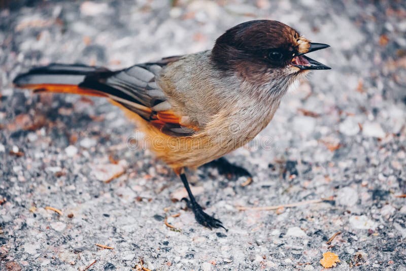 Siberian Jay Perisoreus Infaustus in the Forest in Finland Stock Photo ...
