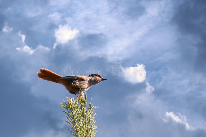 Siberian Jay (Perisoreus Infaustus) Sitting on Top of a Pine with Dark ...