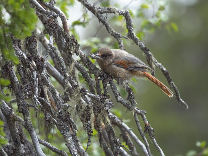 Siberian Jay Sitting on the Fir Branch Stock Image - Image of corvidae ...